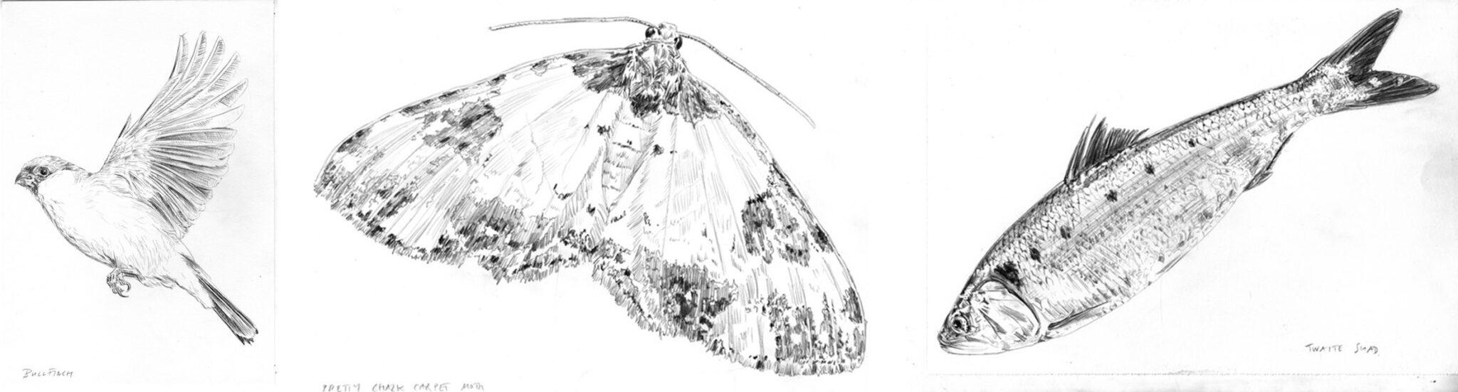 JANUARY: DRAWING | Cooper Hewitt, Smithsonian Design Museum